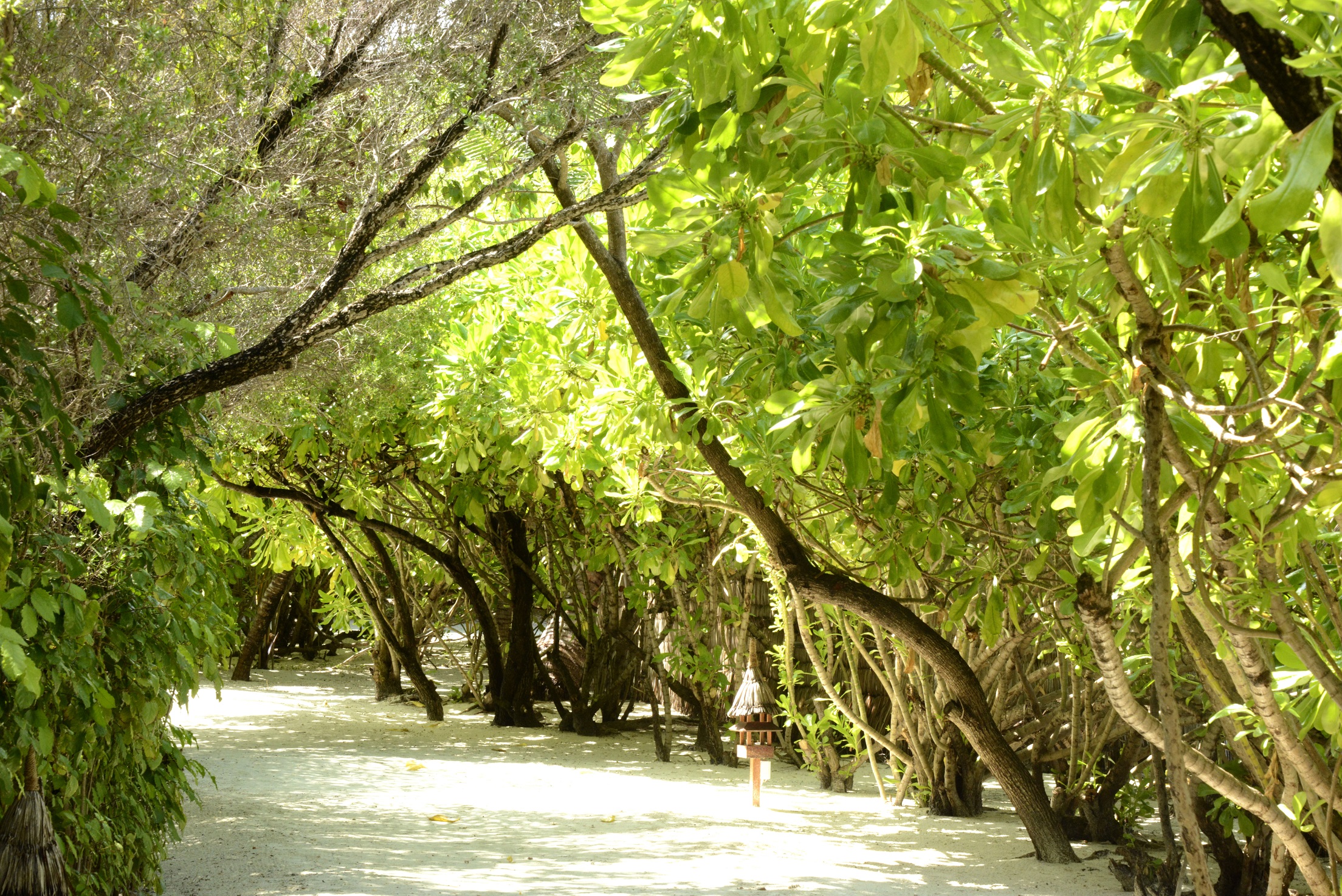 Anantara Veli | The Maldives Experts for all Resort Hotels and Holiday ...